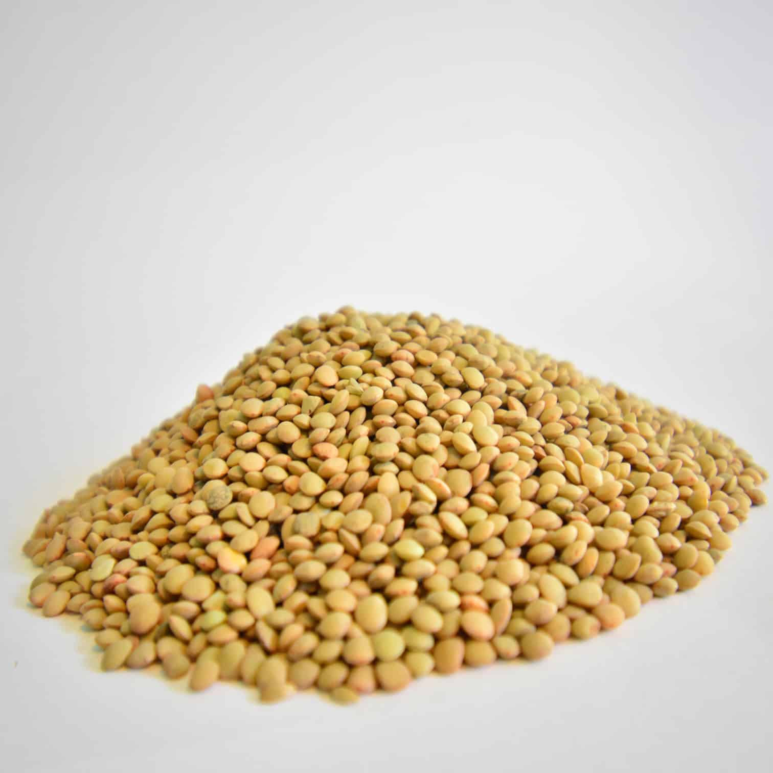 Lenteja grande - La Herradura